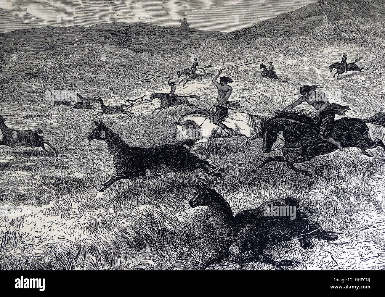 Hunting Guanaco (Lama guanaco) on the Pampas. The Guanaco was a wild ...