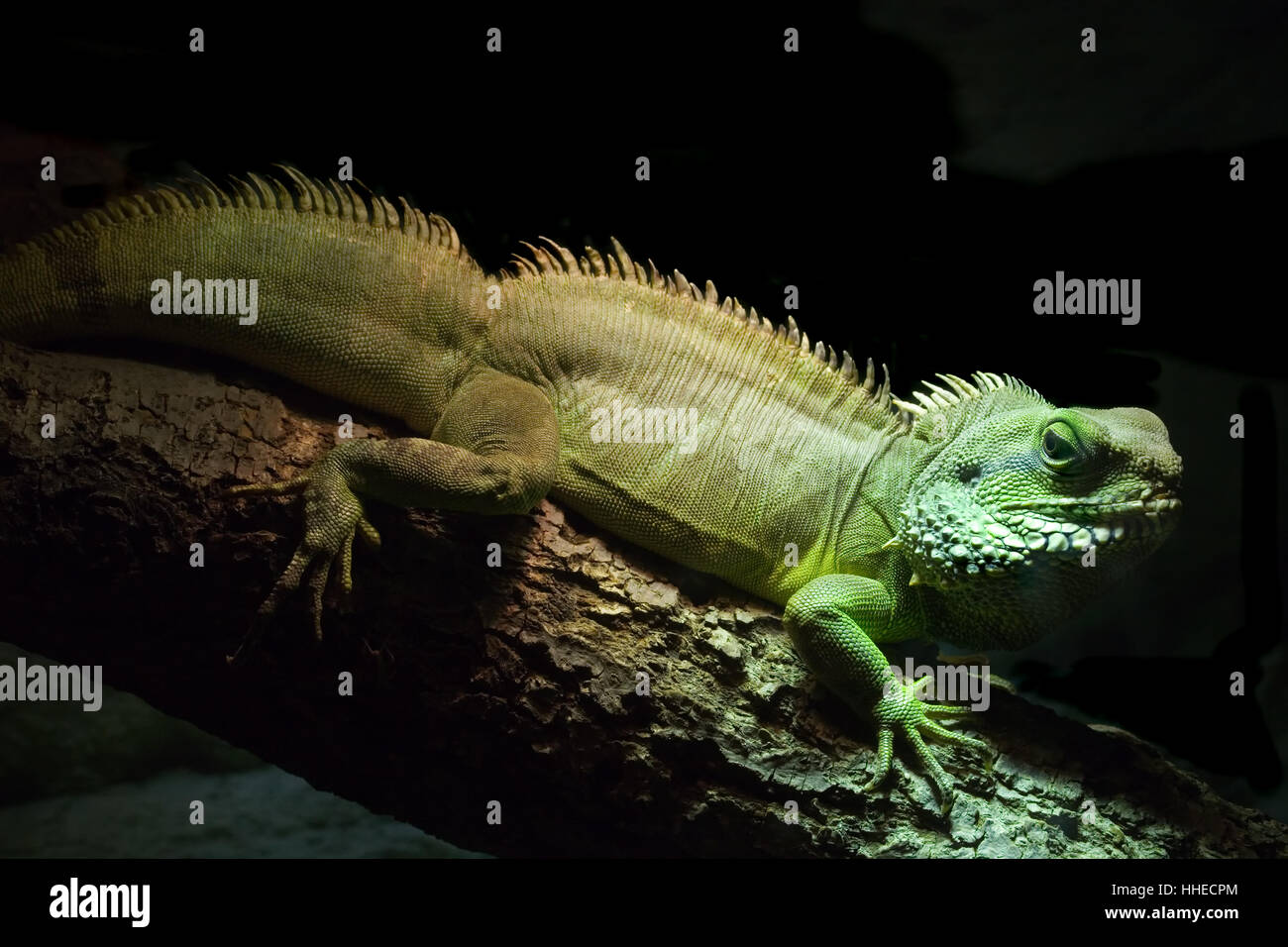 pet, reptile, lazy, iguana, scales, insectivore, insectivorous, green ...