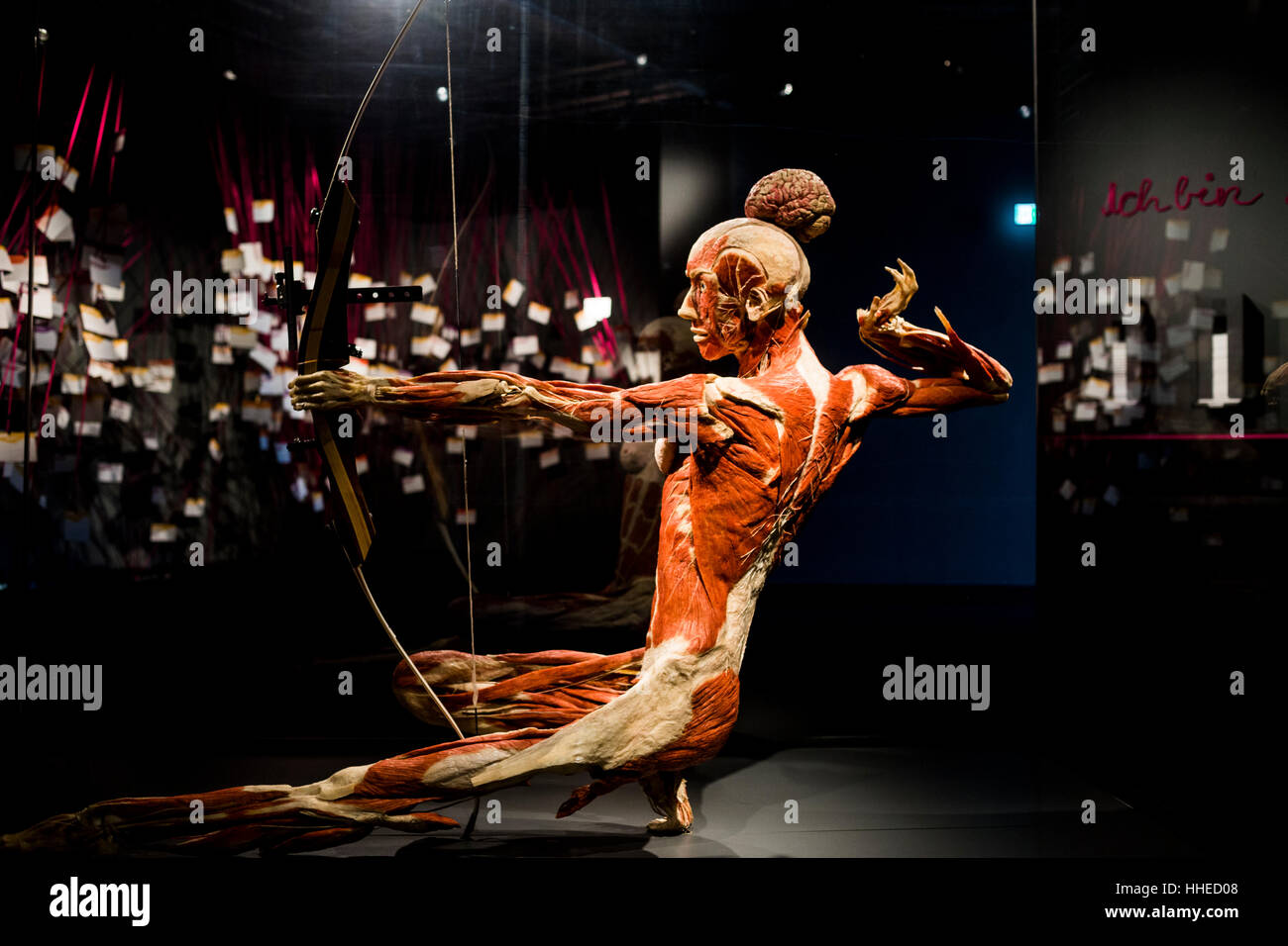 Sculpture Body World Exhibition In High Resolution Stock Photography ...