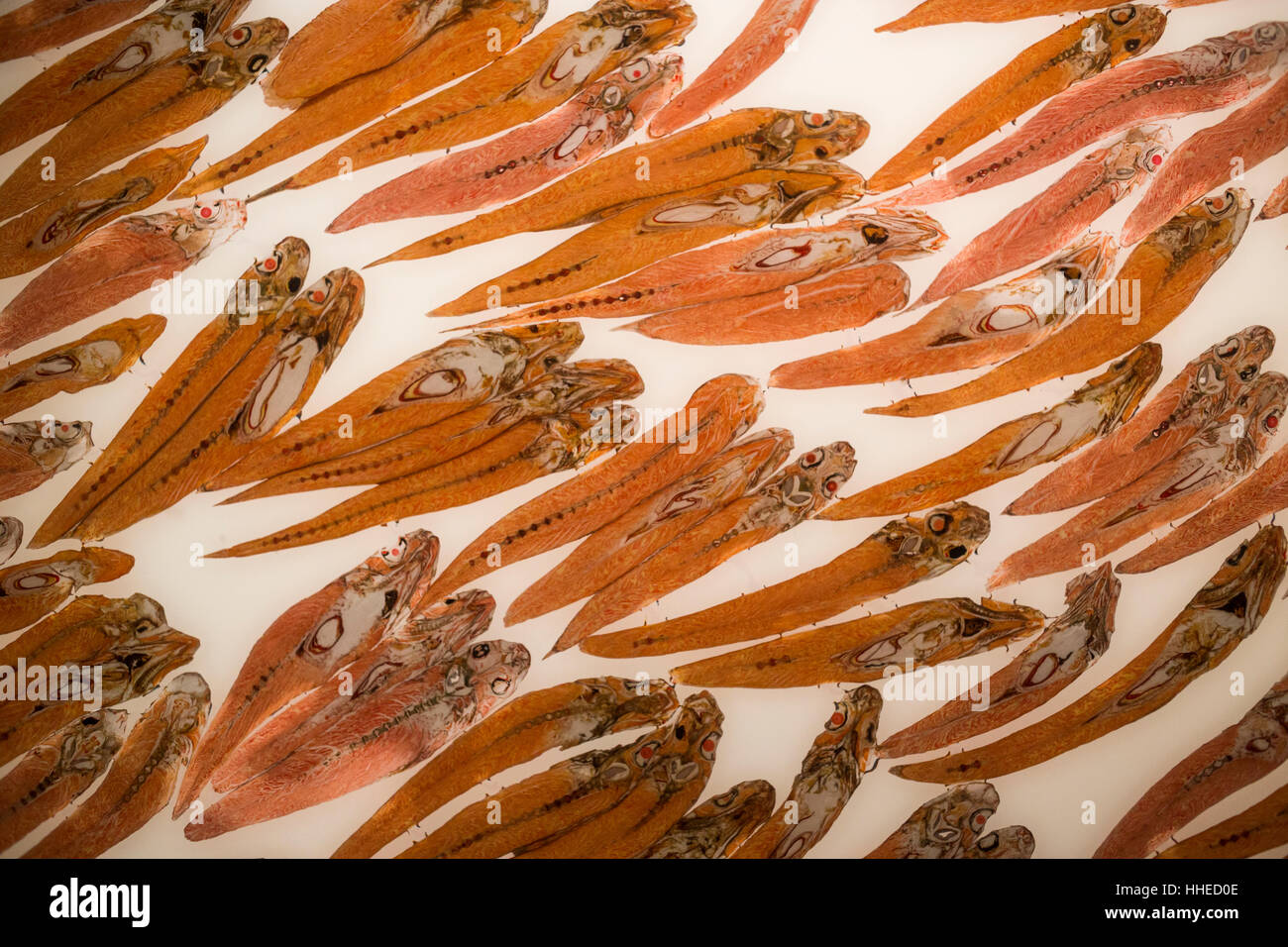 Cross-section of fish at a Body World exhibition in Berlin, Germany ...