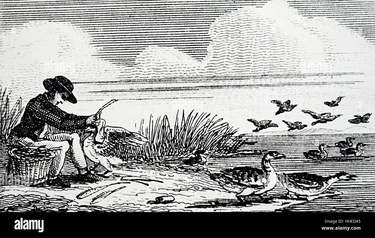 Catching geese in the Lincolnshire fens in order to pull quills for ...