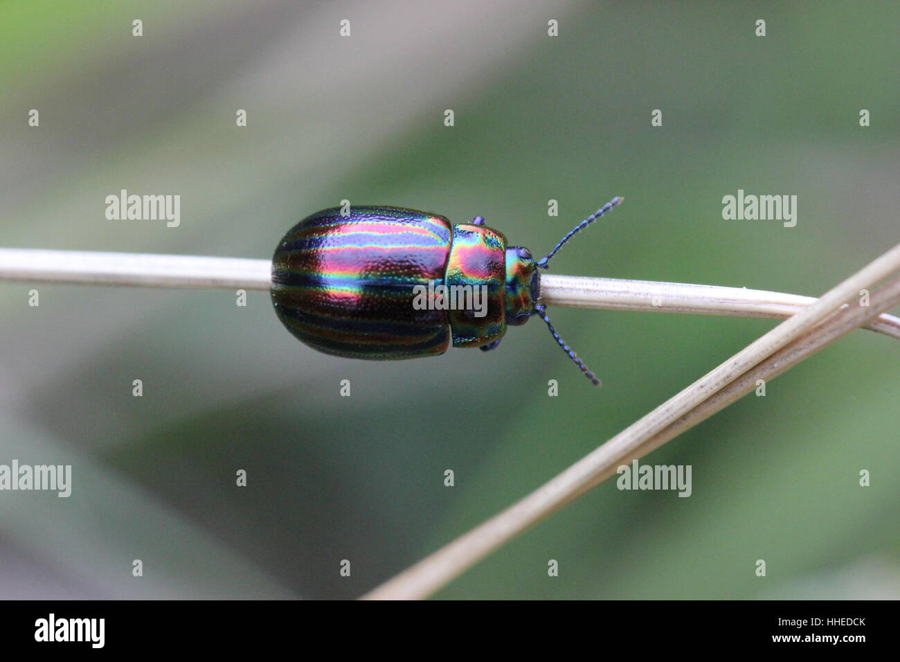coloured, colourful, gorgeous, multifarious, richly coloured, beetle ...