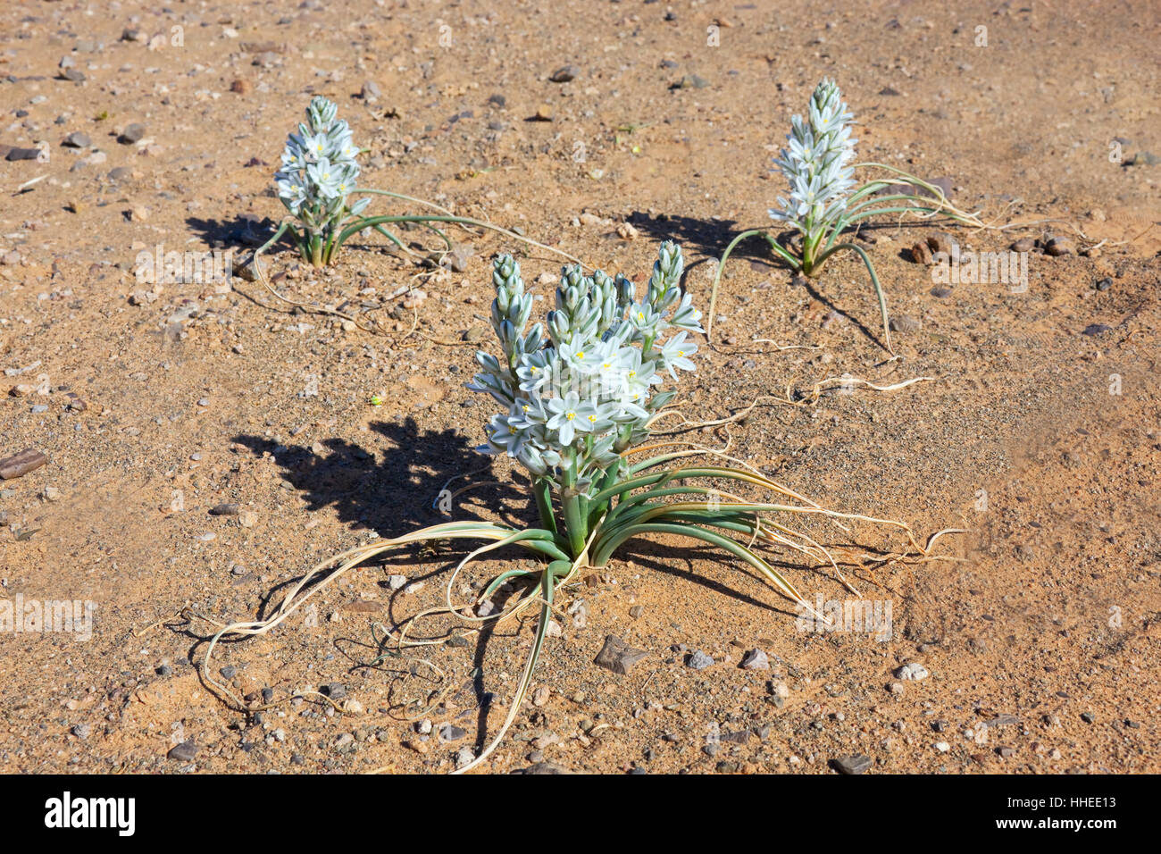 desert, wasteland, flower, plant, petals, nature, natural, environment ...