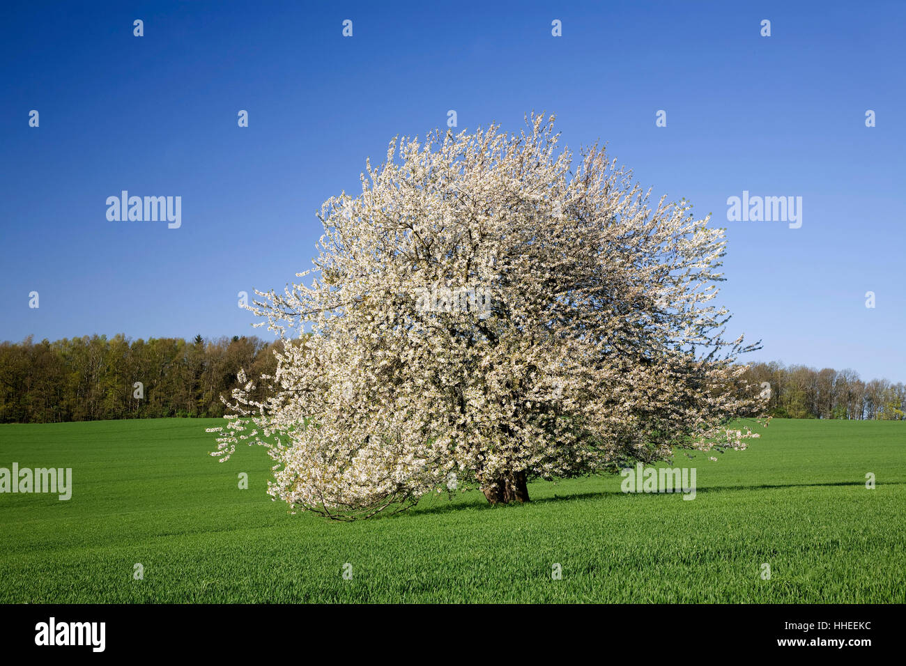 Wild cherry, also sweet cherry or gean (Prunus avium) in field, white ...
