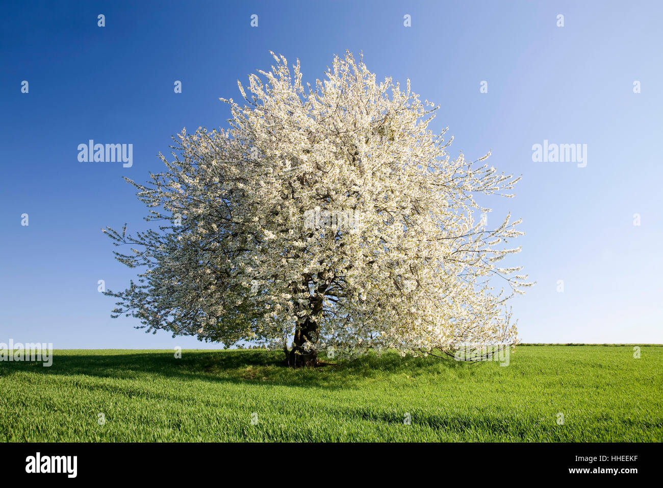Cherry tree field hi-res stock photography and images - Alamy