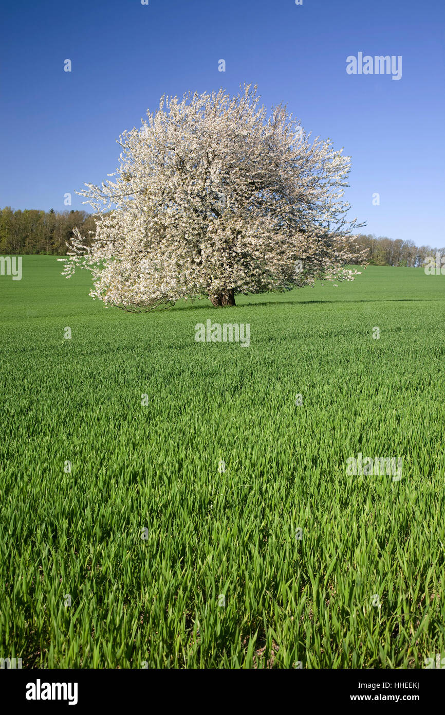 Cherry field hi-res stock photography and images - Alamy