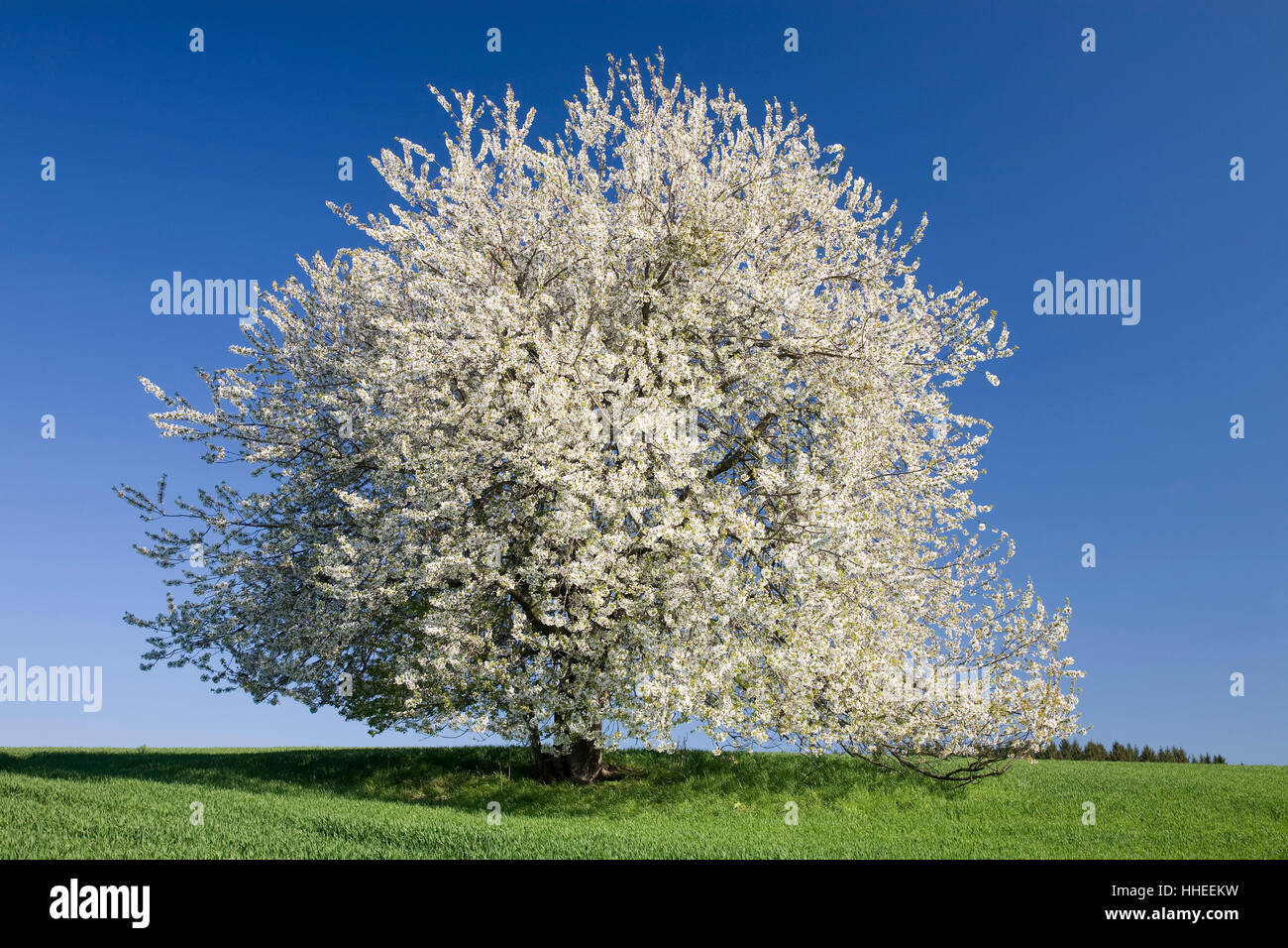Wild cherry, also sweet cherry or gean (Prunus avium) in field, white ...
