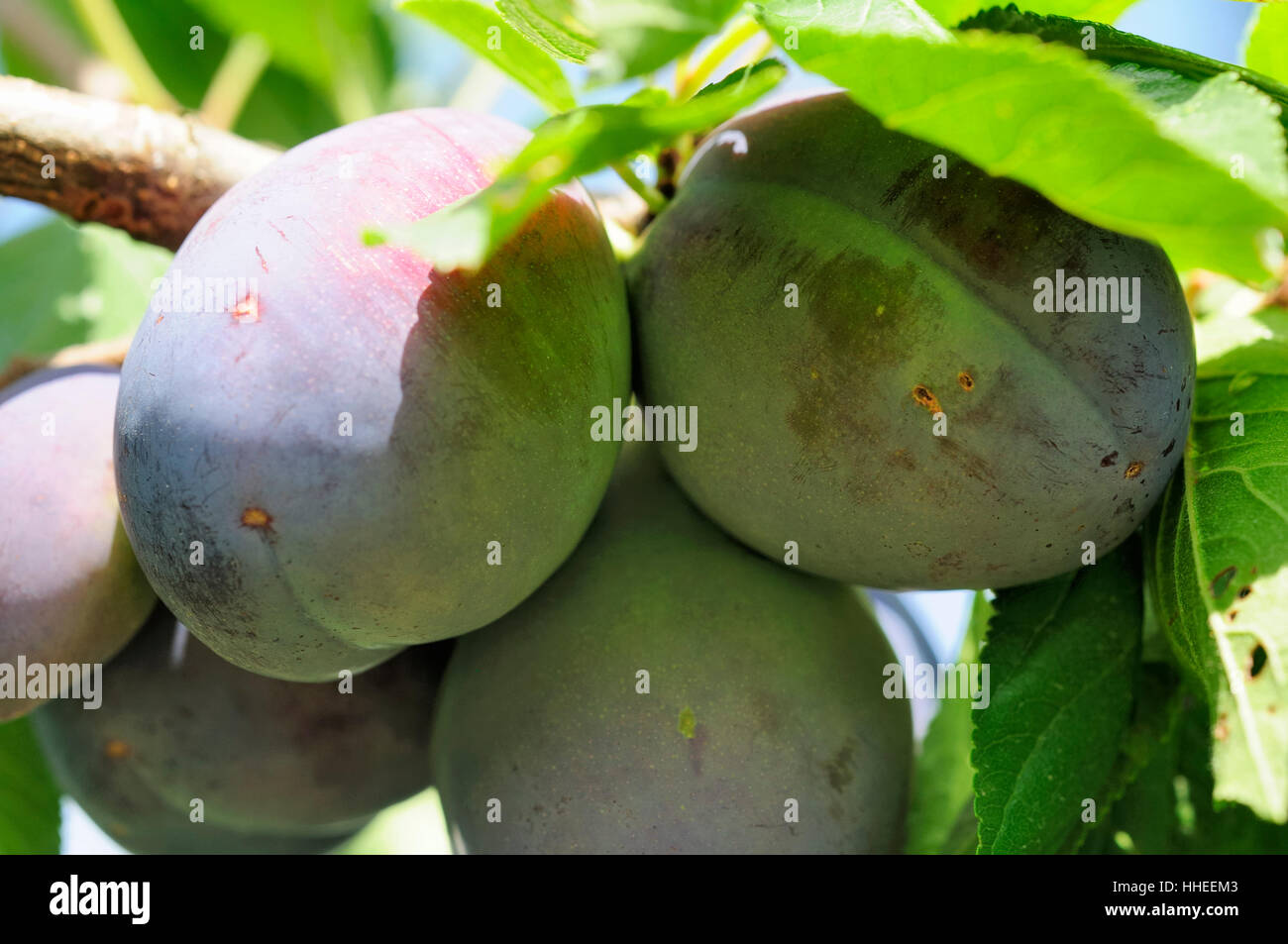 agriculture, farming, summer, summerly, fruit, plum, plums, orcharding ...