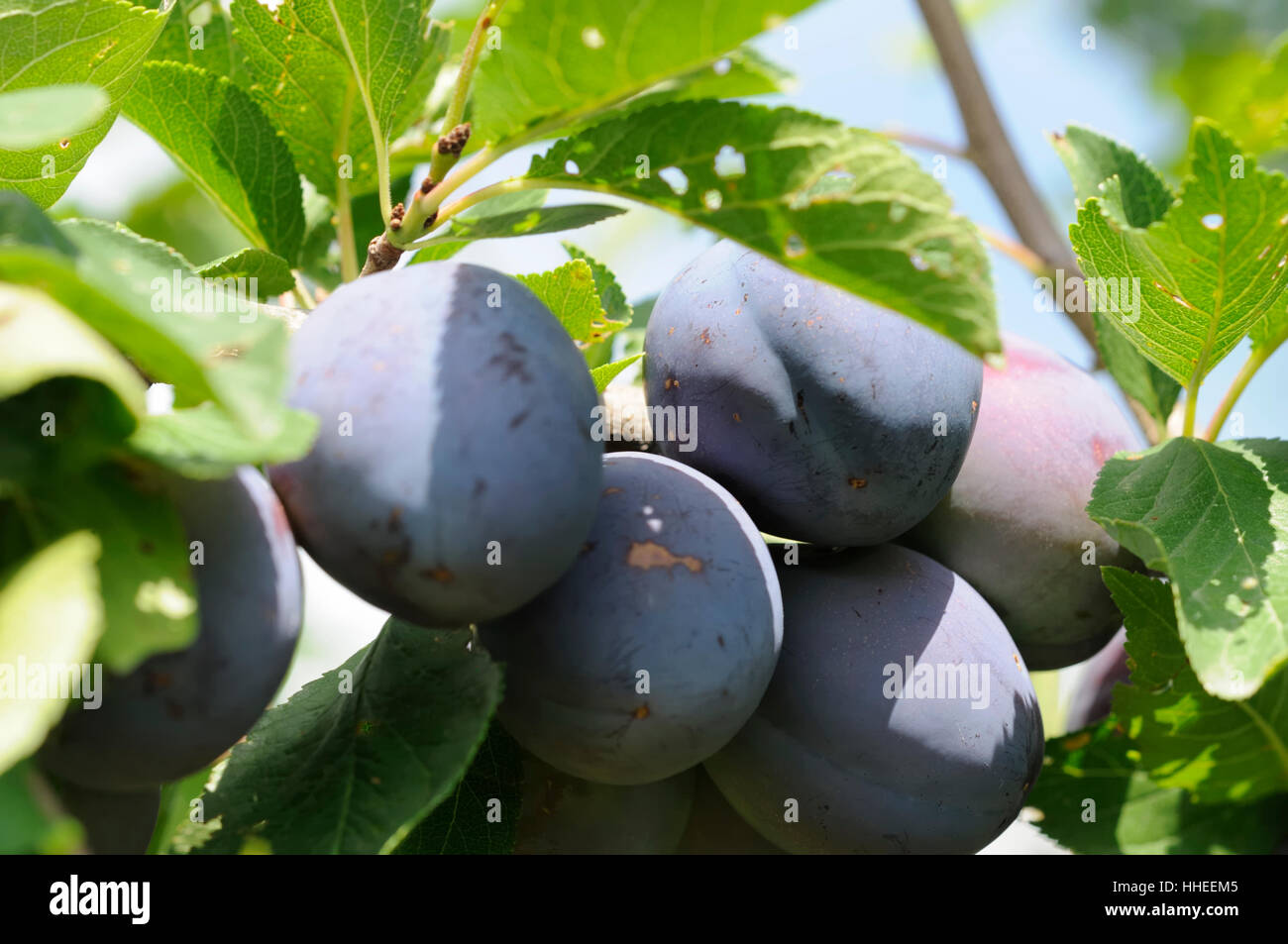agriculture, farming, summer, summerly, fruit, plum, plums, orcharding ...