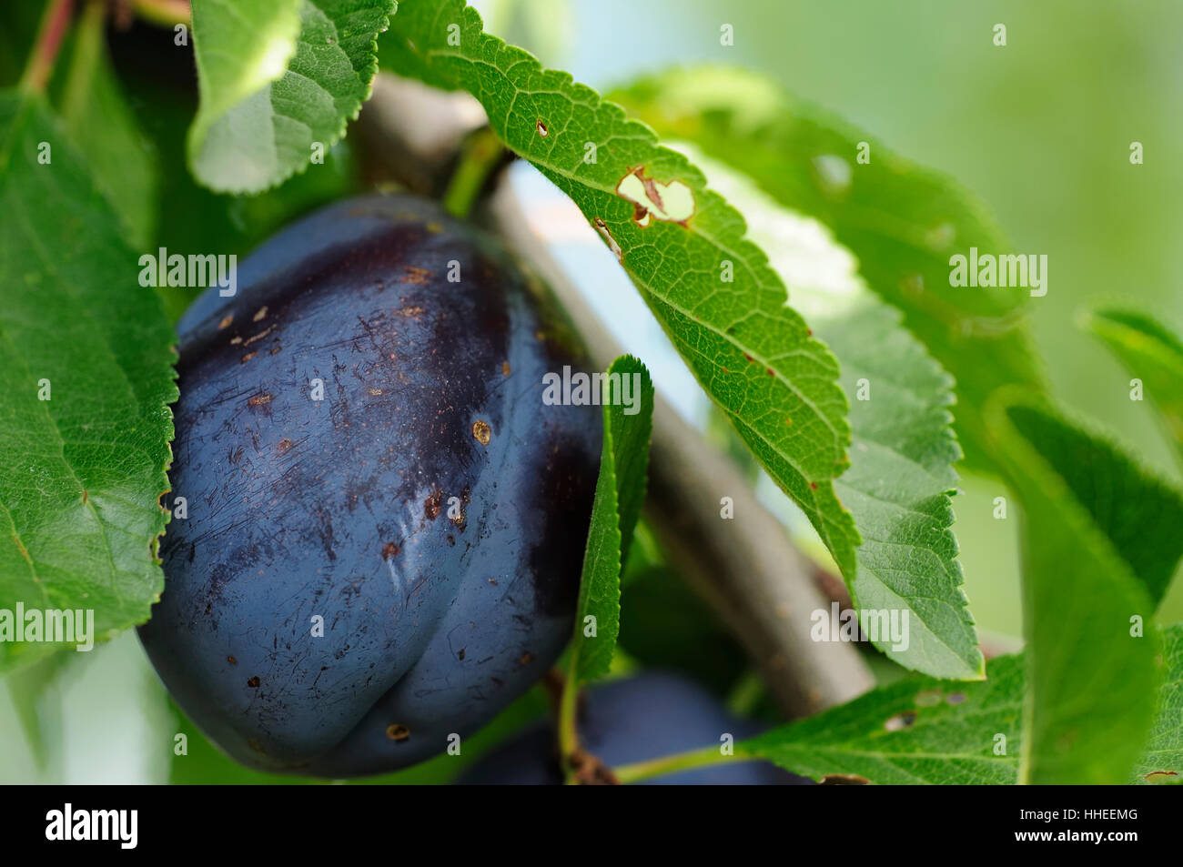 agriculture, farming, summer, summerly, fruit, plum, plums, orcharding ...