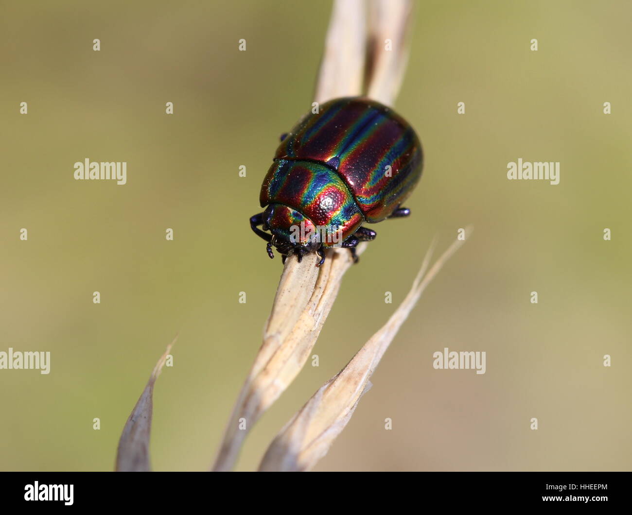 Snowdon beetle hi-res stock photography and images - Alamy
