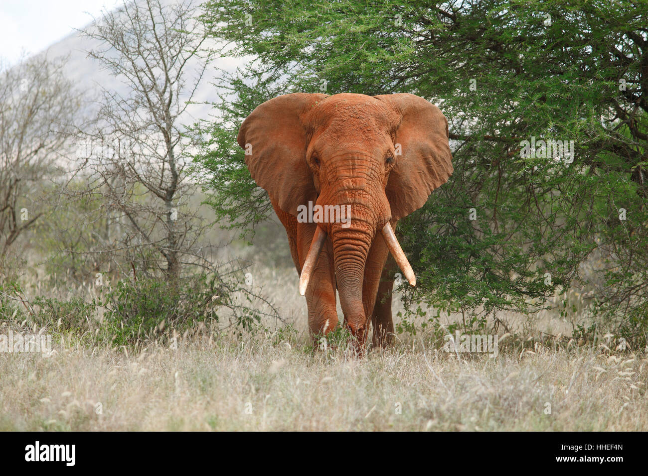 African savanna elephant bull hi-res stock photography and images - Alamy