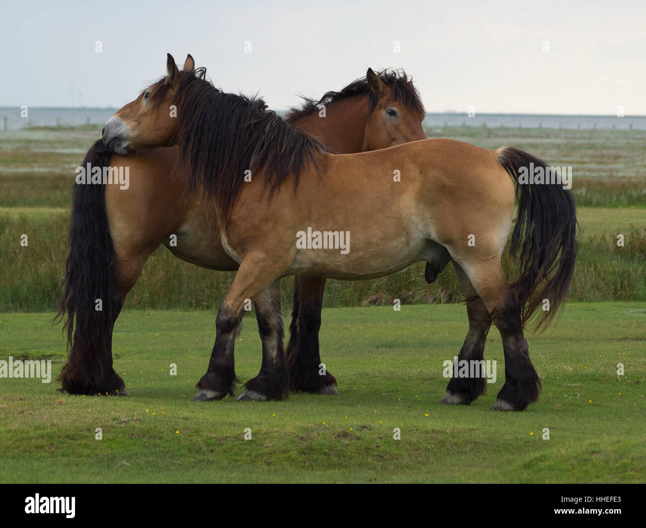 ride, horse, animals, water, north sea, salt water, sea, ocean ...
