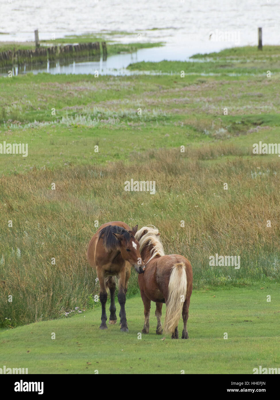 ride, horse, animals, water, north sea, salt water, sea, ocean ...