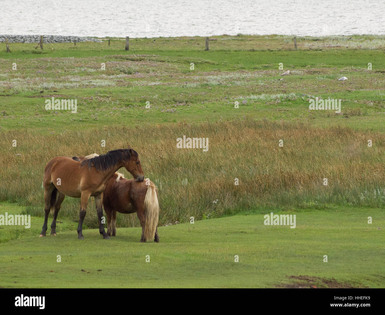ride, horse, animals, water, north sea, salt water, sea, ocean ...