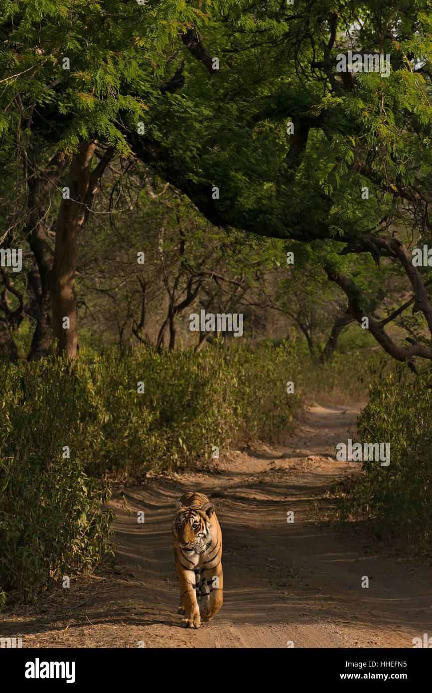 Indian jungle track hi-res stock photography and images - Alamy
