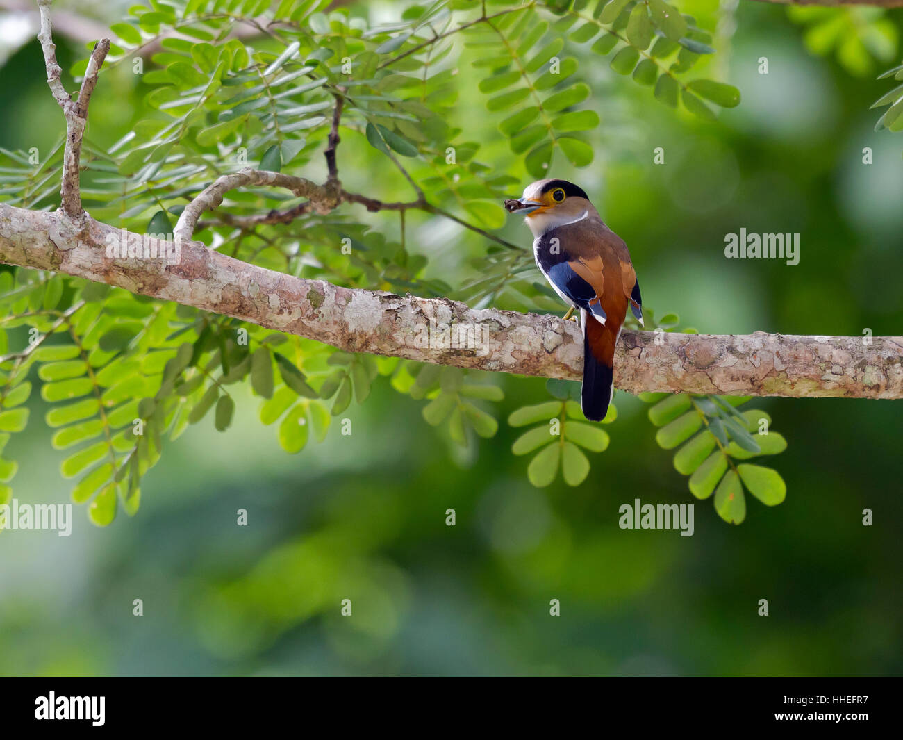 Silver breasted broadbill hi-res stock photography and images - Alamy