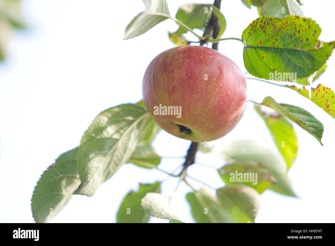 Apple tree boughs hi-res stock photography and images - Alamy