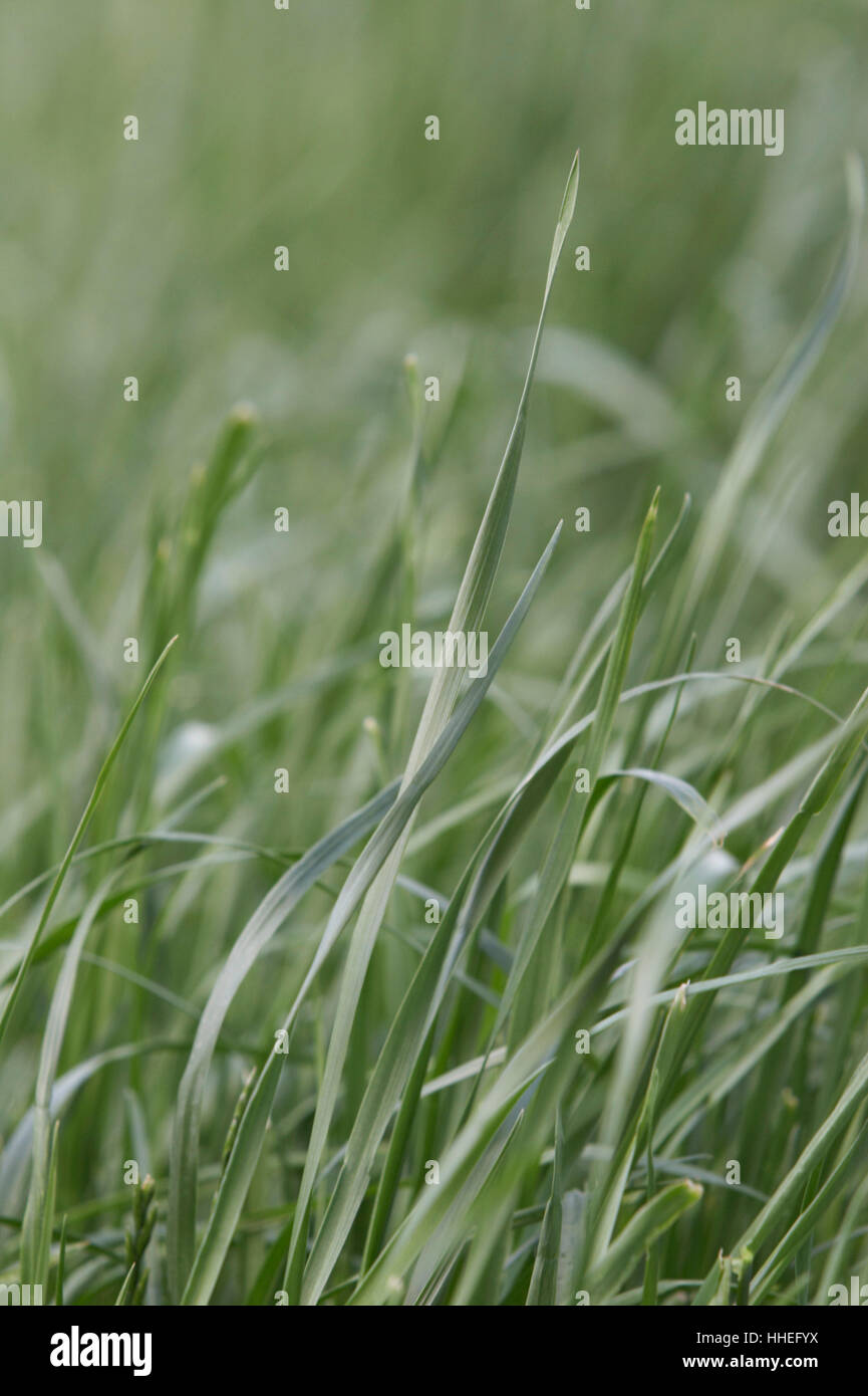 Several grass blades hi-res stock photography and images - Alamy