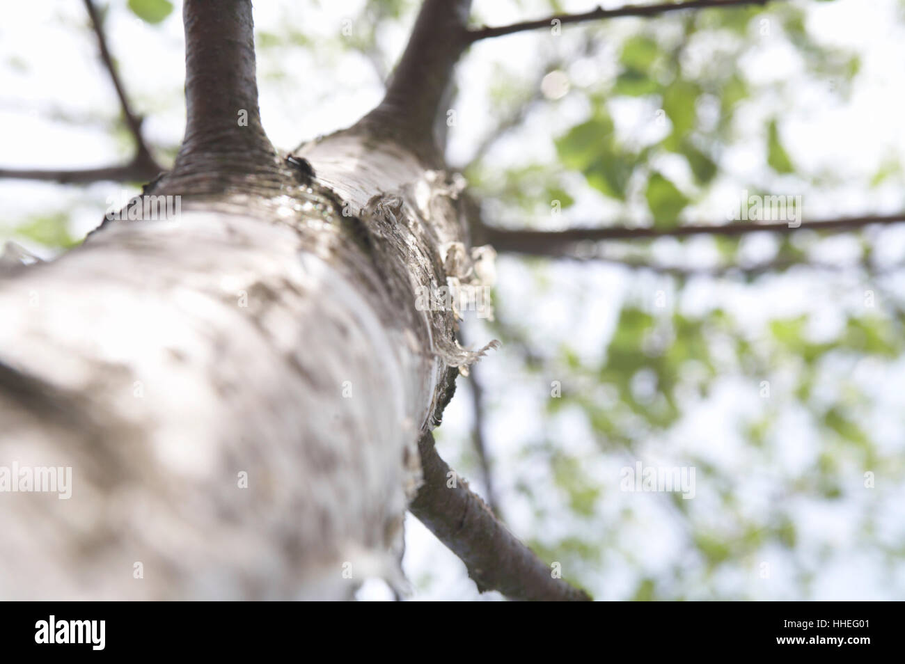Crown birch hi-res stock photography and images - Alamy