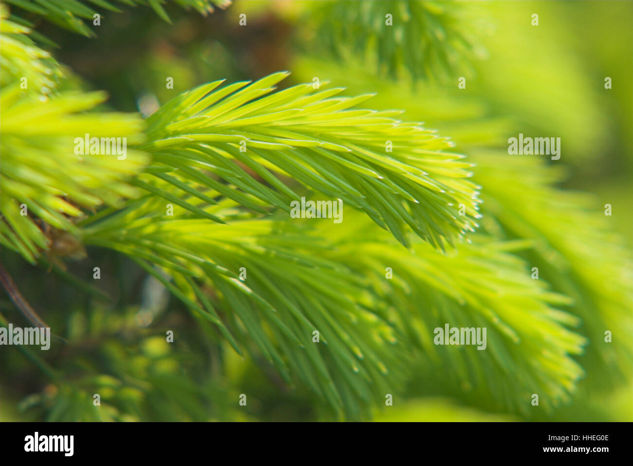 Fir sprouts hi-res stock photography and images - Alamy