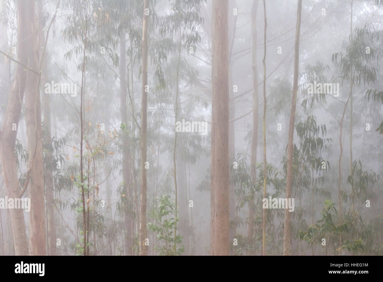 Cloud forest, Madeira, Portugal Stock Photo - Alamy