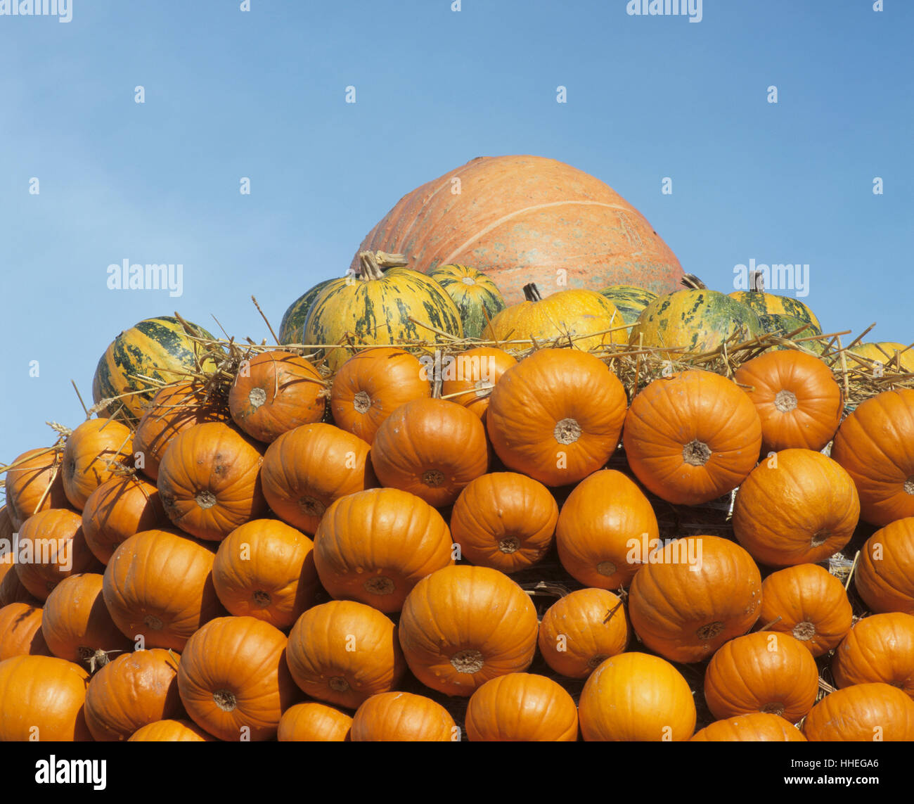 Lots of pumpkins hi-res stock photography and images - Alamy