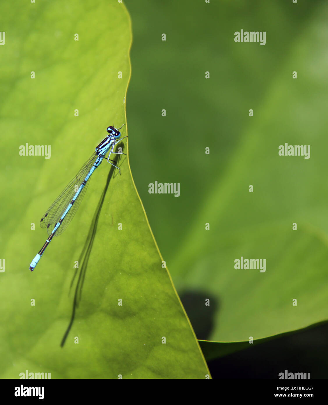 Blue dragonfly hi-res stock photography and images - Alamy