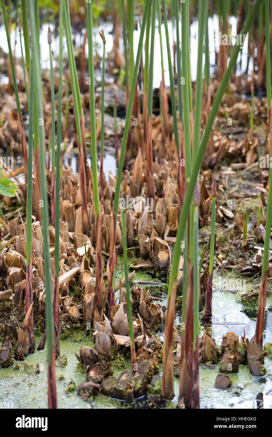 Papyrus stems hi-res stock photography and images - Alamy