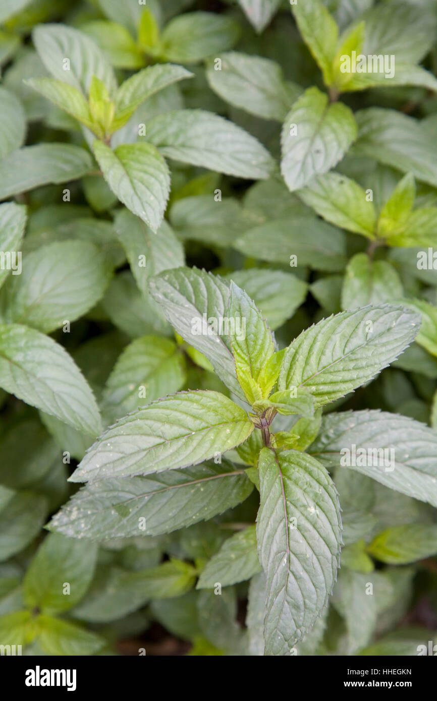 Peppermint (Mentha x piperita Stock Photo - Alamy