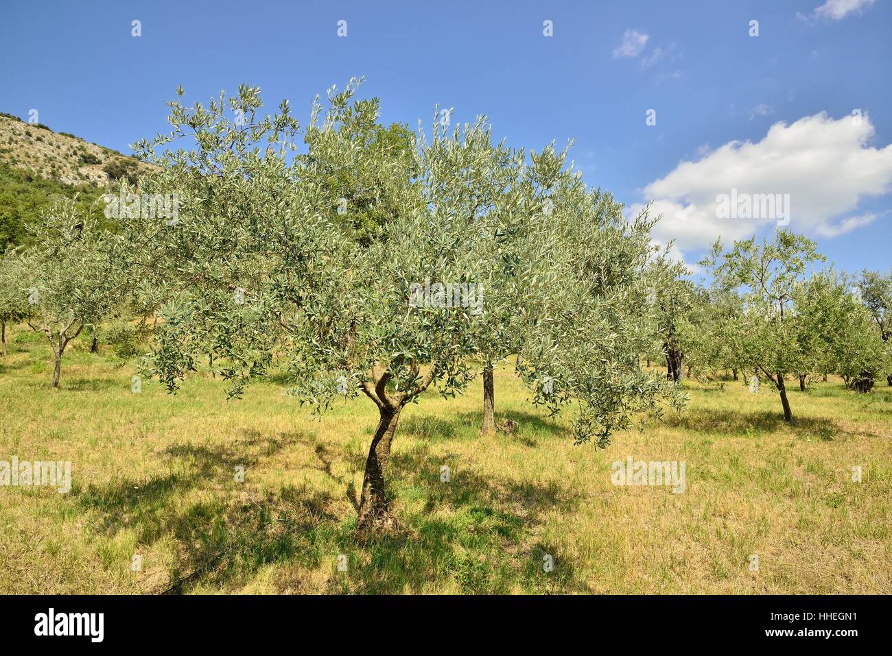 field, olive, olives, cultivate, plant, implant, still life, tree ...