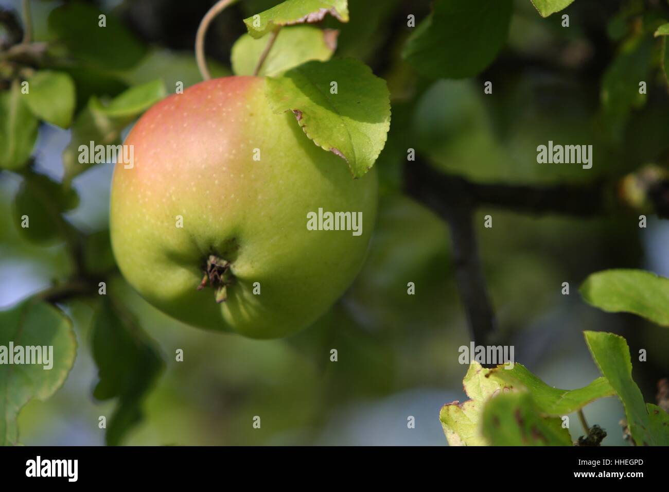Unripe apple hanging on tree Stock Photo - Alamy
