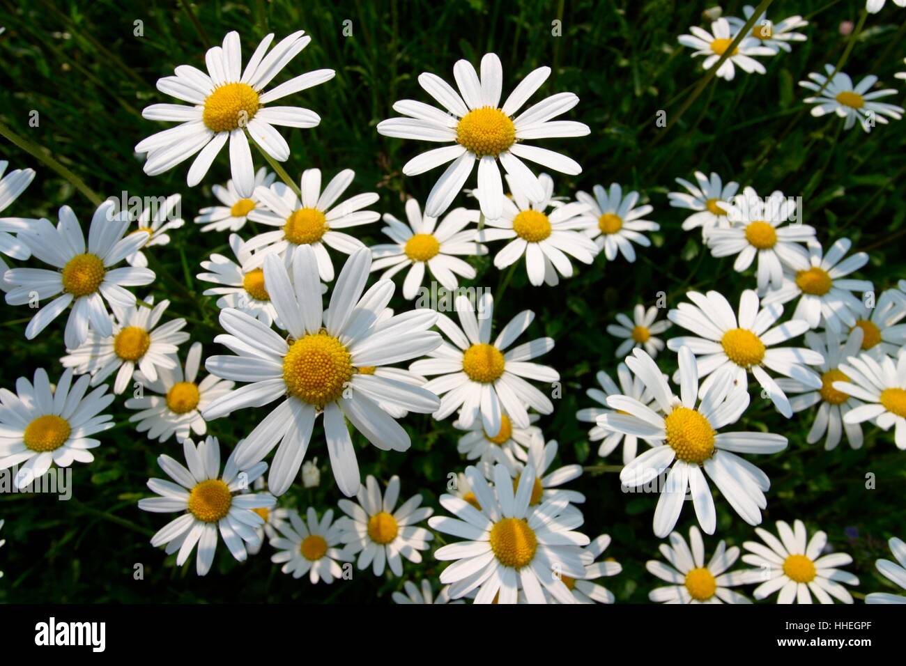 White ox-eye (leucanthemum vulgare Stock Photo - Alamy