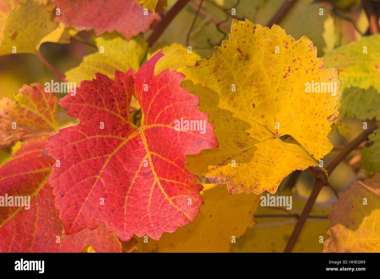 Red vines hi-res stock photography and images - Alamy
