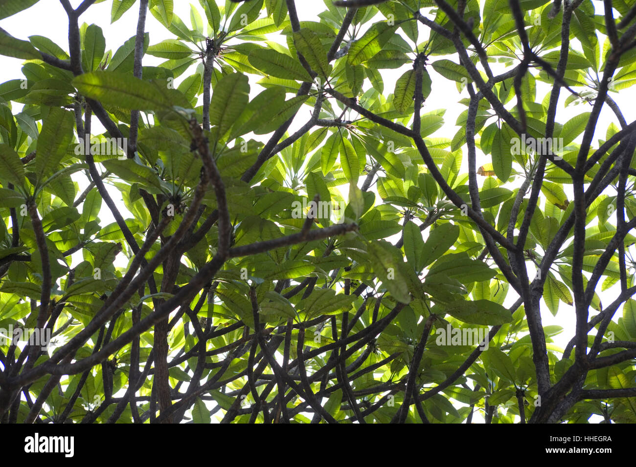 Branches of Temple Tree (Plumeria Rubra Stock Photo - Alamy