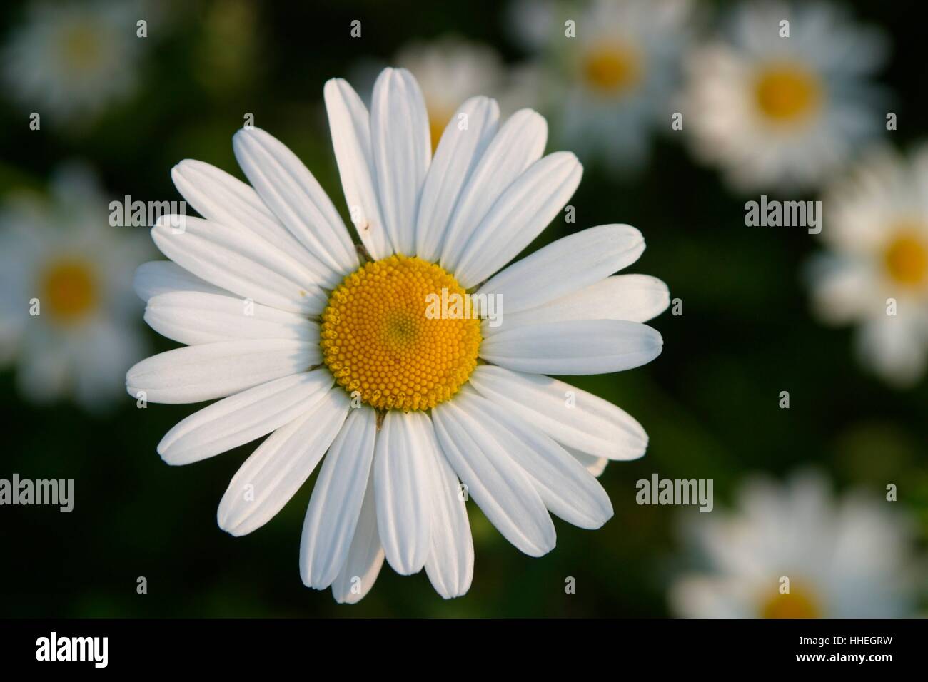 Ox white hi-res stock photography and images - Alamy