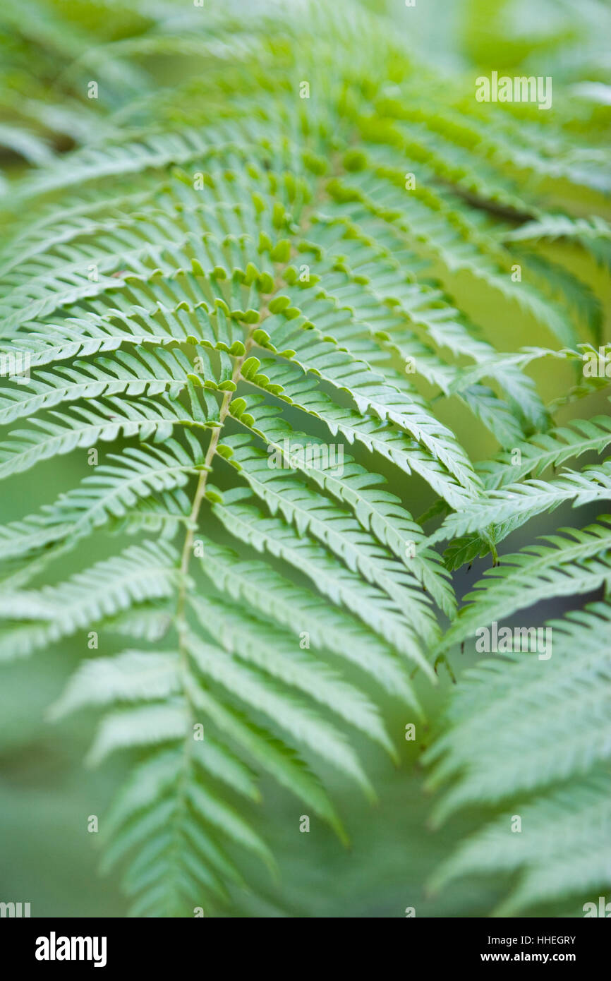 Fern filicophyta pteridophyta hi-res stock photography and images - Alamy