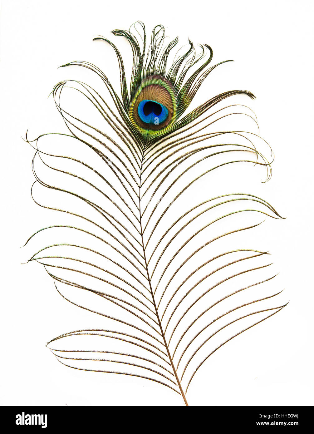 isolated peacock feather on white Stock Photo - Alamy