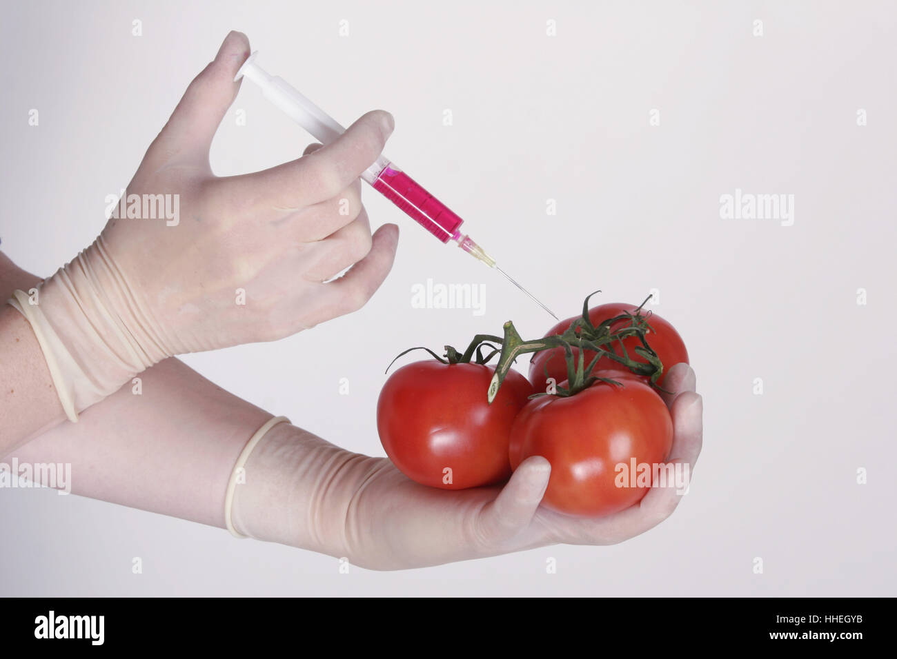 Genetically modified tomatoes Stock Photo - Alamy