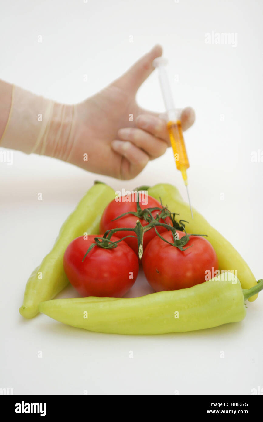 Genetically modified tomatoes Stock Photo - Alamy