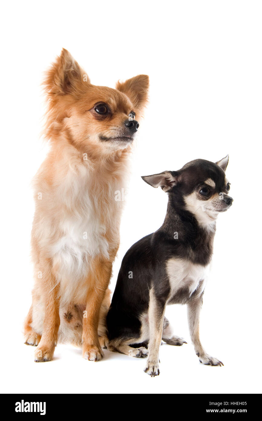 dog, dogs, puppy, couple, pair, two, together, friendship, beautiful ...