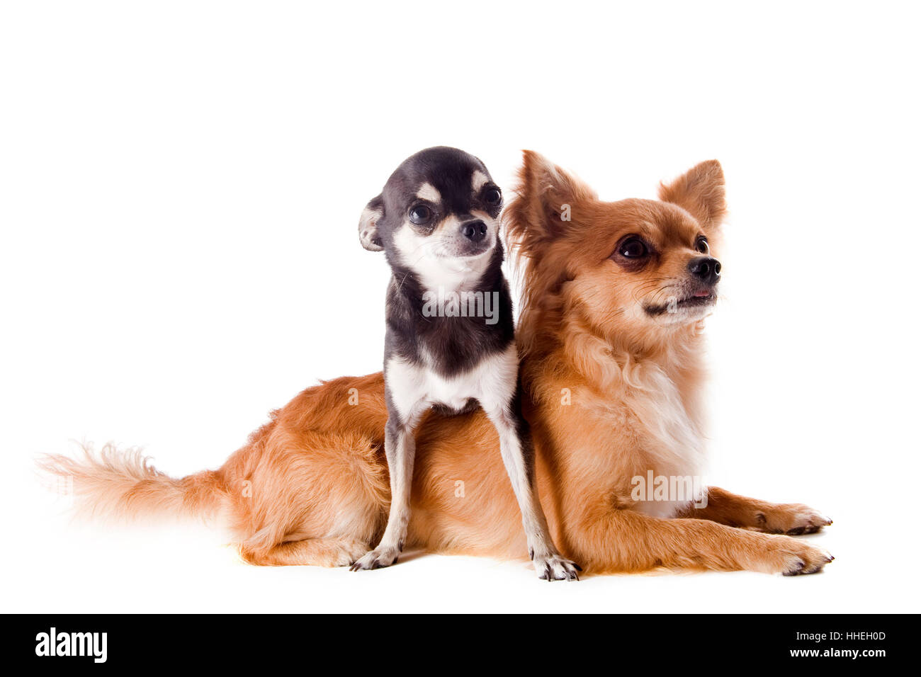 dog, dogs, puppy, couple, pair, two, together, friendship, beautiful ...