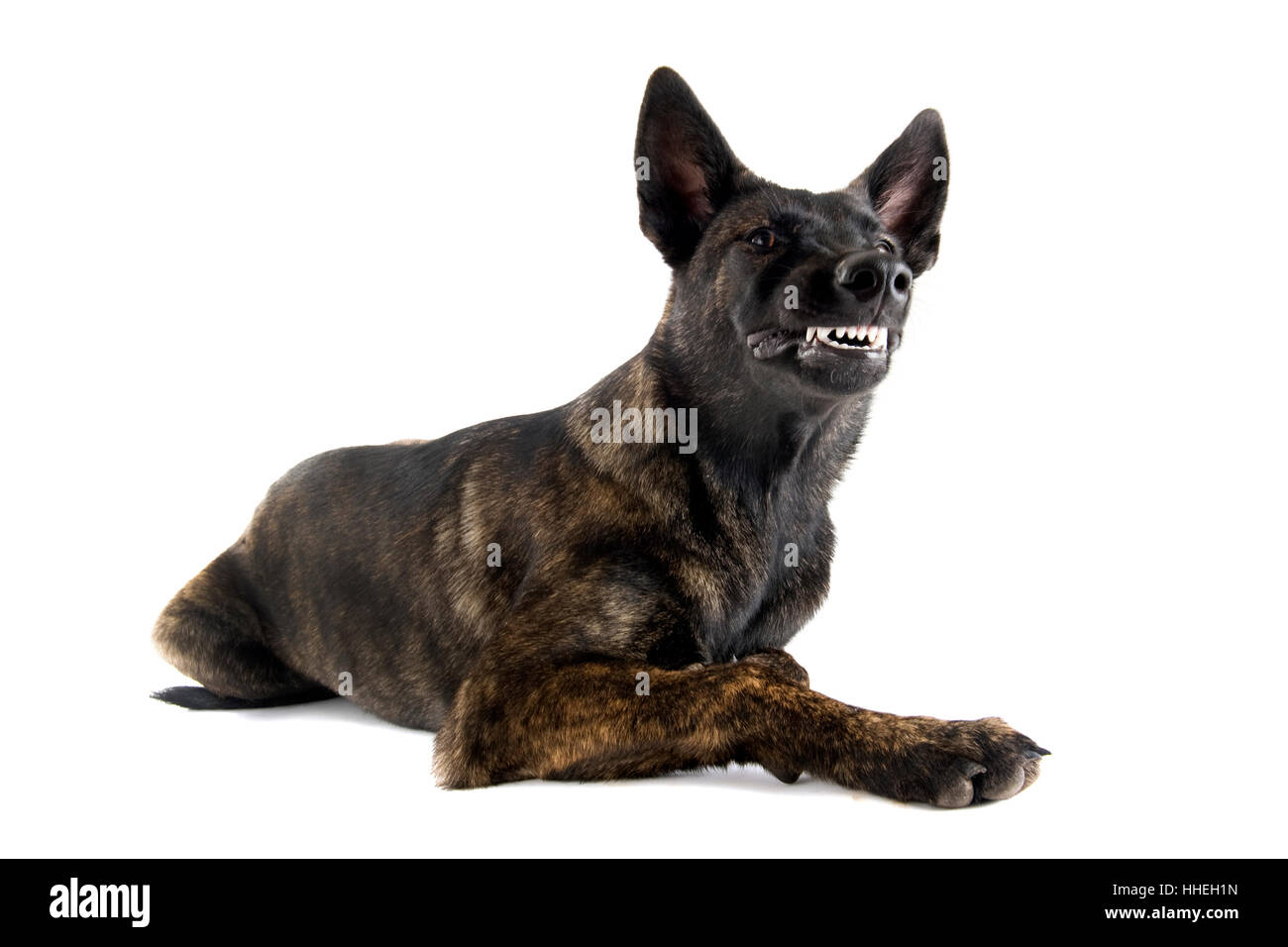 aggressive, agressive, danger, big, large, enormous, extreme, powerful ...