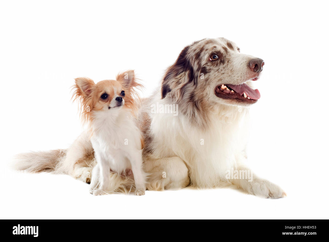 dog, dogs, two, together, friendship, beautiful, beauteously, nice ...