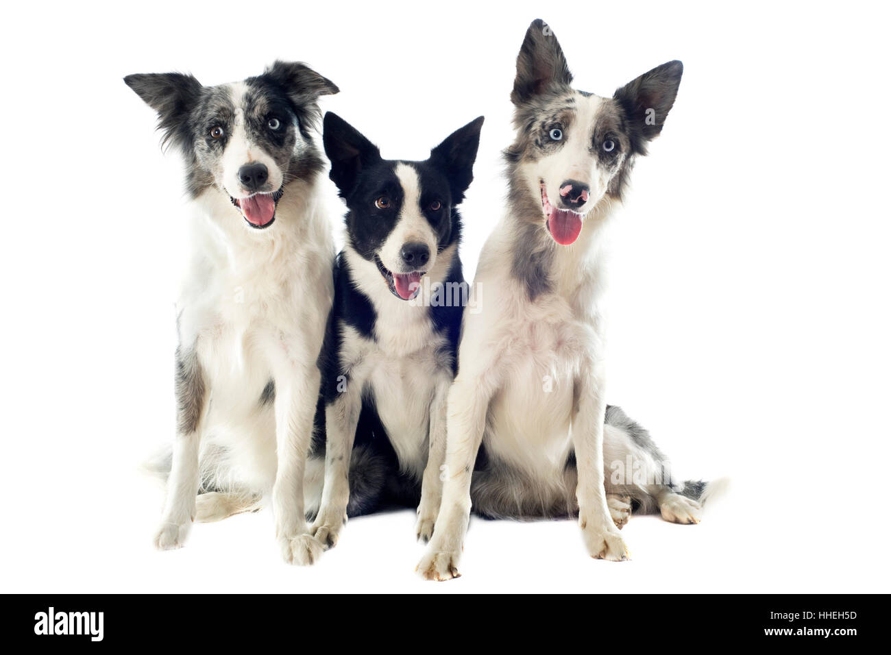 dog, three, group, blue, beautiful, beauteously, nice, animal, pet ...