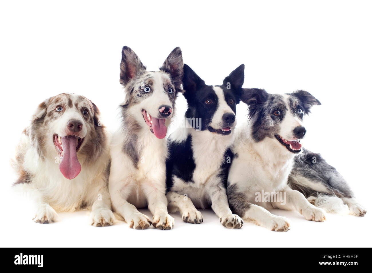 five, dog, dogs, group, blue, beautiful, beauteously, nice, female ...