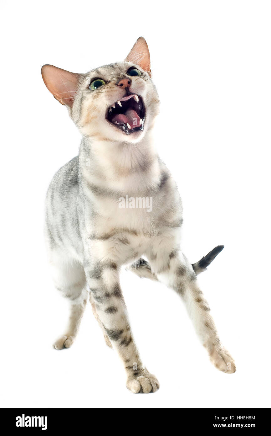 Raving hi-res stock photography and images - Alamy