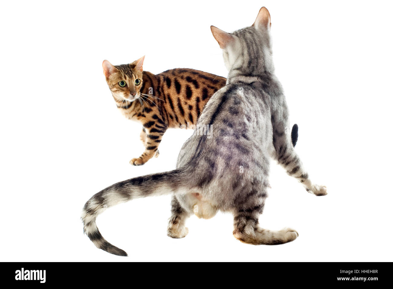 cats, reproduction, pussycat, cat, domestic cat, replication, two ...