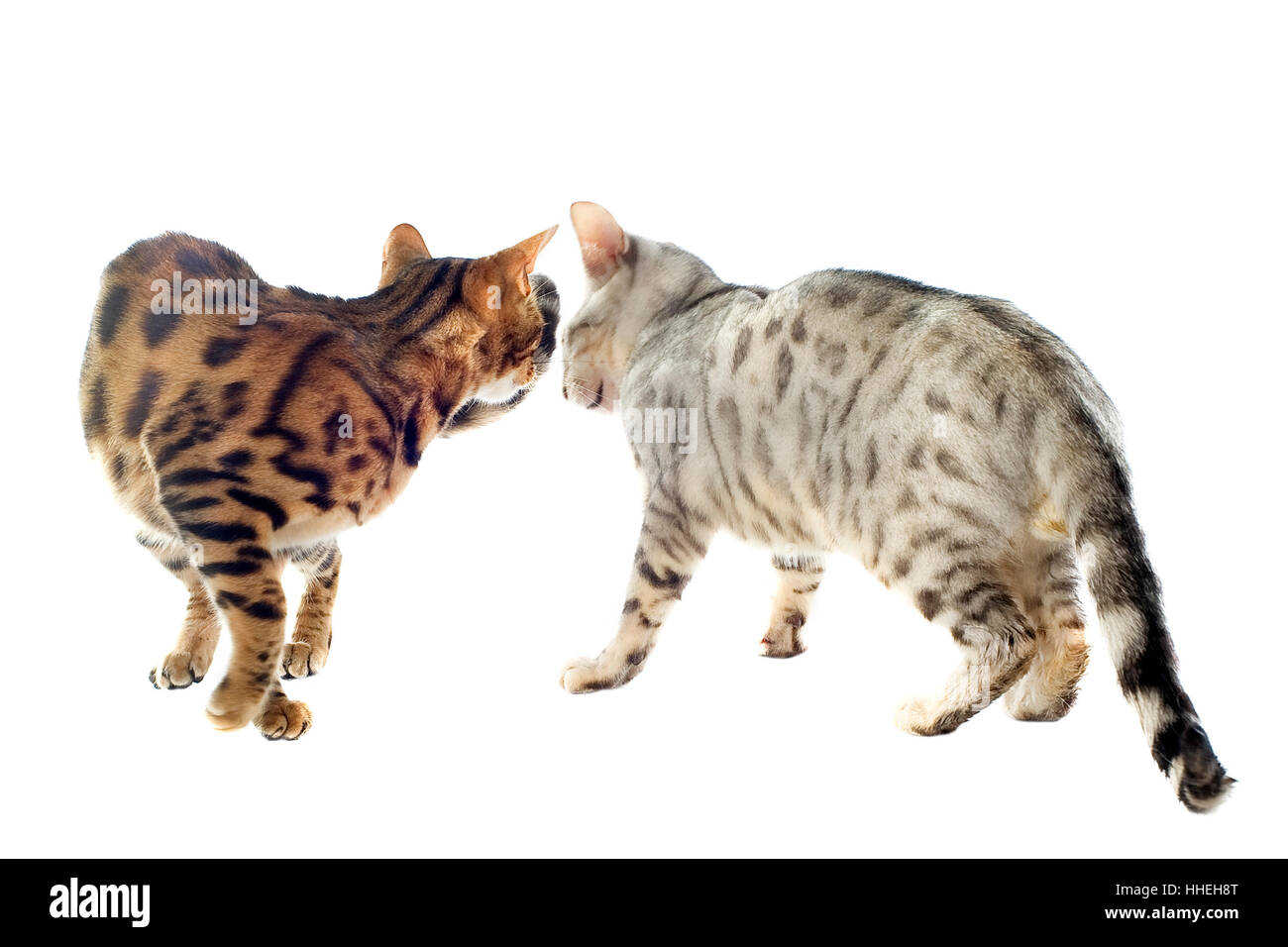 cats, reproduction, pussycat, cat, domestic cat, replication, two ...