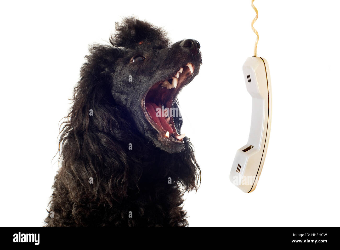 telephone, phone, black, swarthy, jetblack, deep black, dog, poodle ...